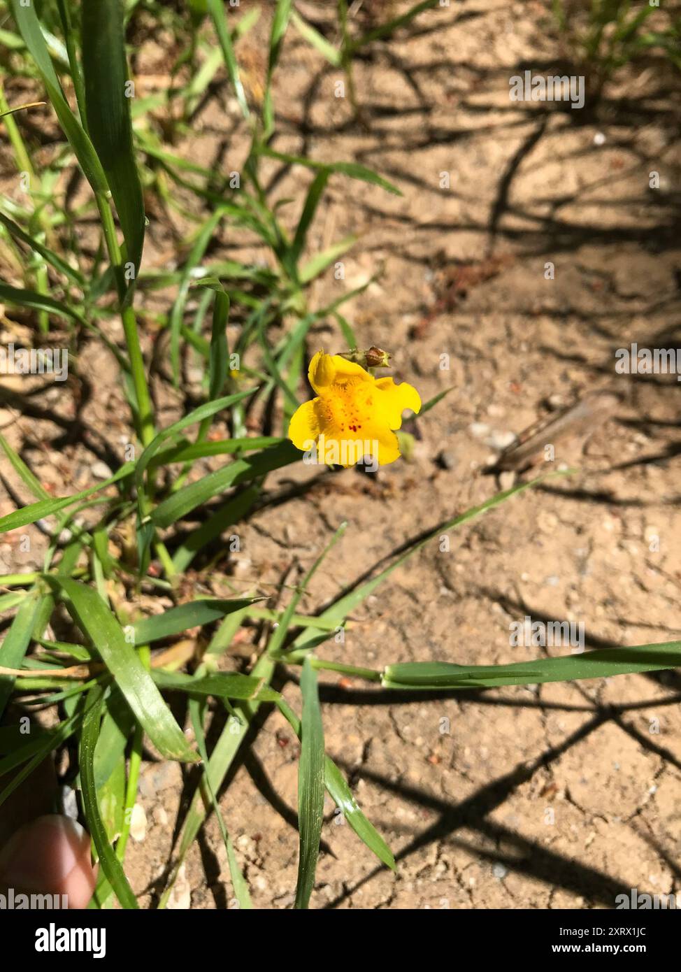 monkeyflowers (Erythranthe) Plantae Stock Photo - Alamy