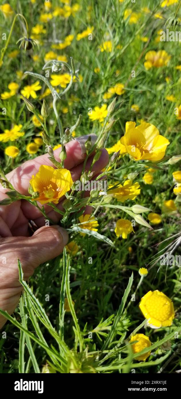 Yellow Flax (Linum rigidum) Plantae Stock Photo - Alamy