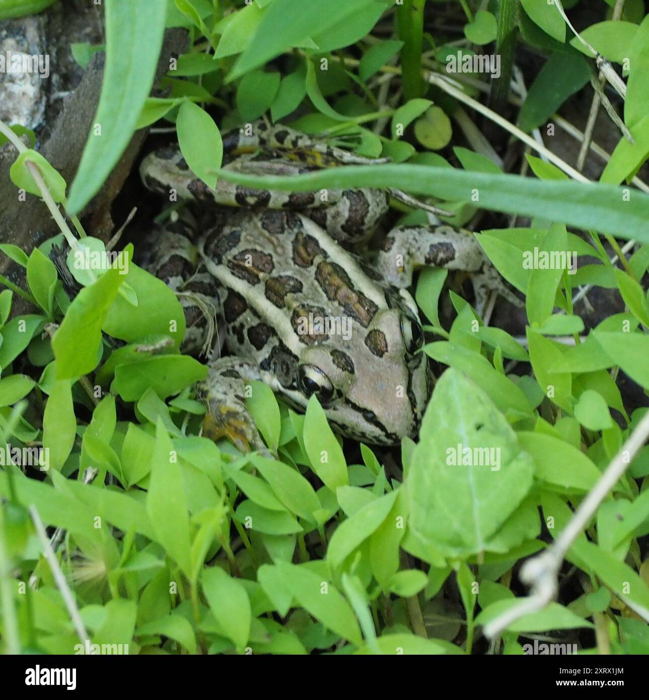Pickerel Frog (Lithobates palustris) Amphibia Stock Photo - Alamy