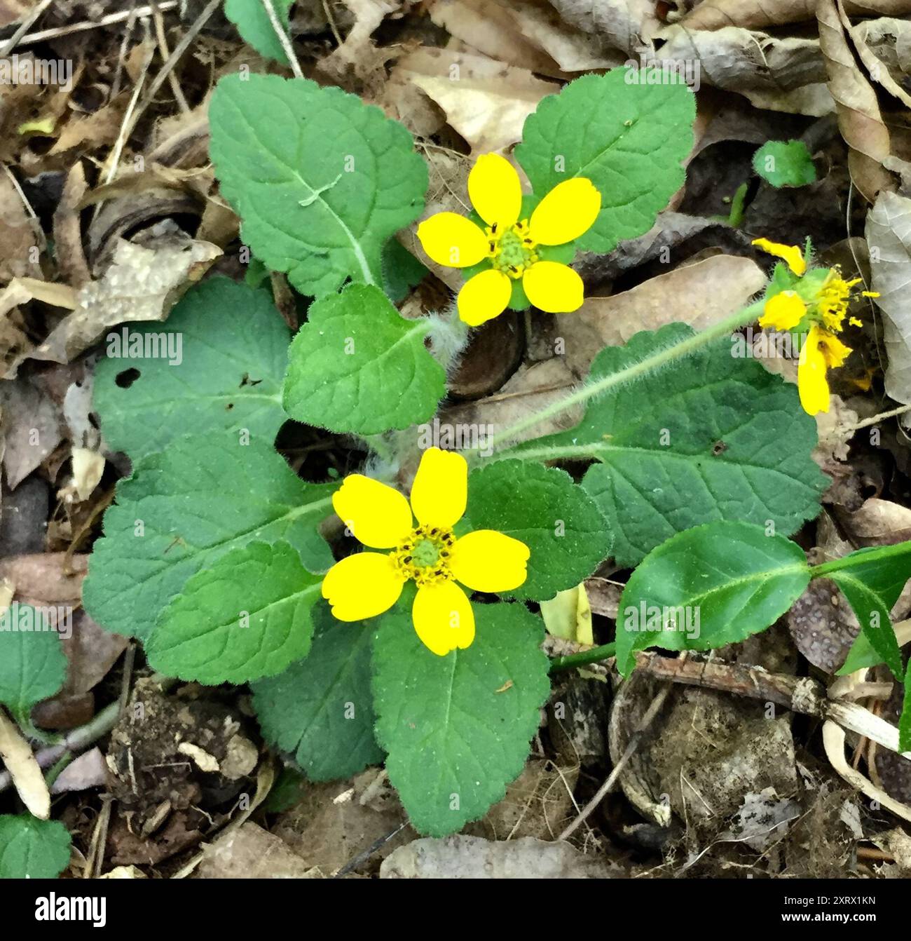 northern green-and-gold (Chrysogonum virginianum) Plantae Stock Photo ...