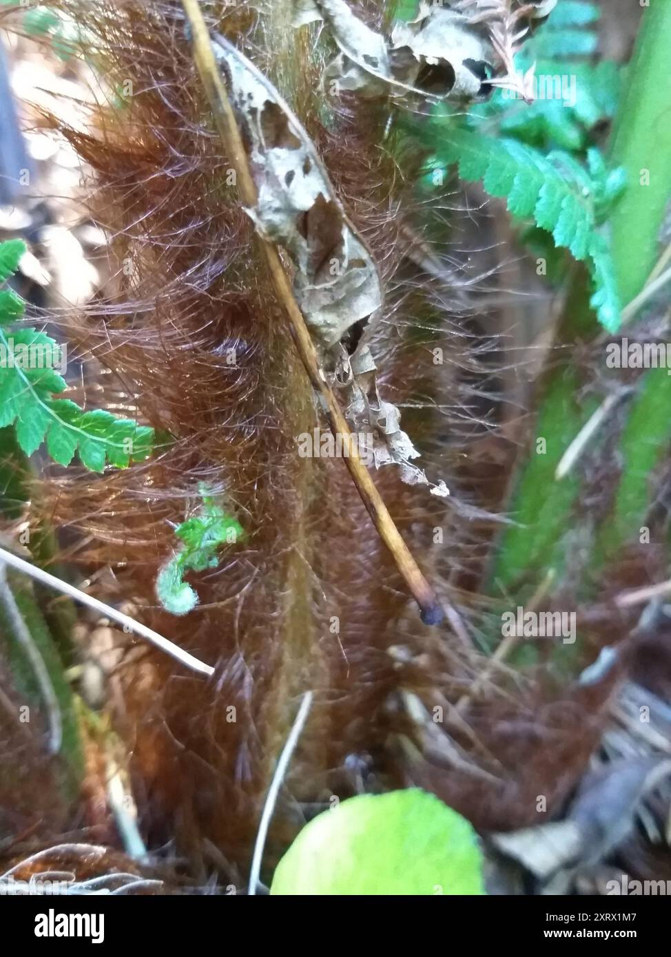 golden tree fern (Dicksonia fibrosa) Plantae Stock Photo - Alamy