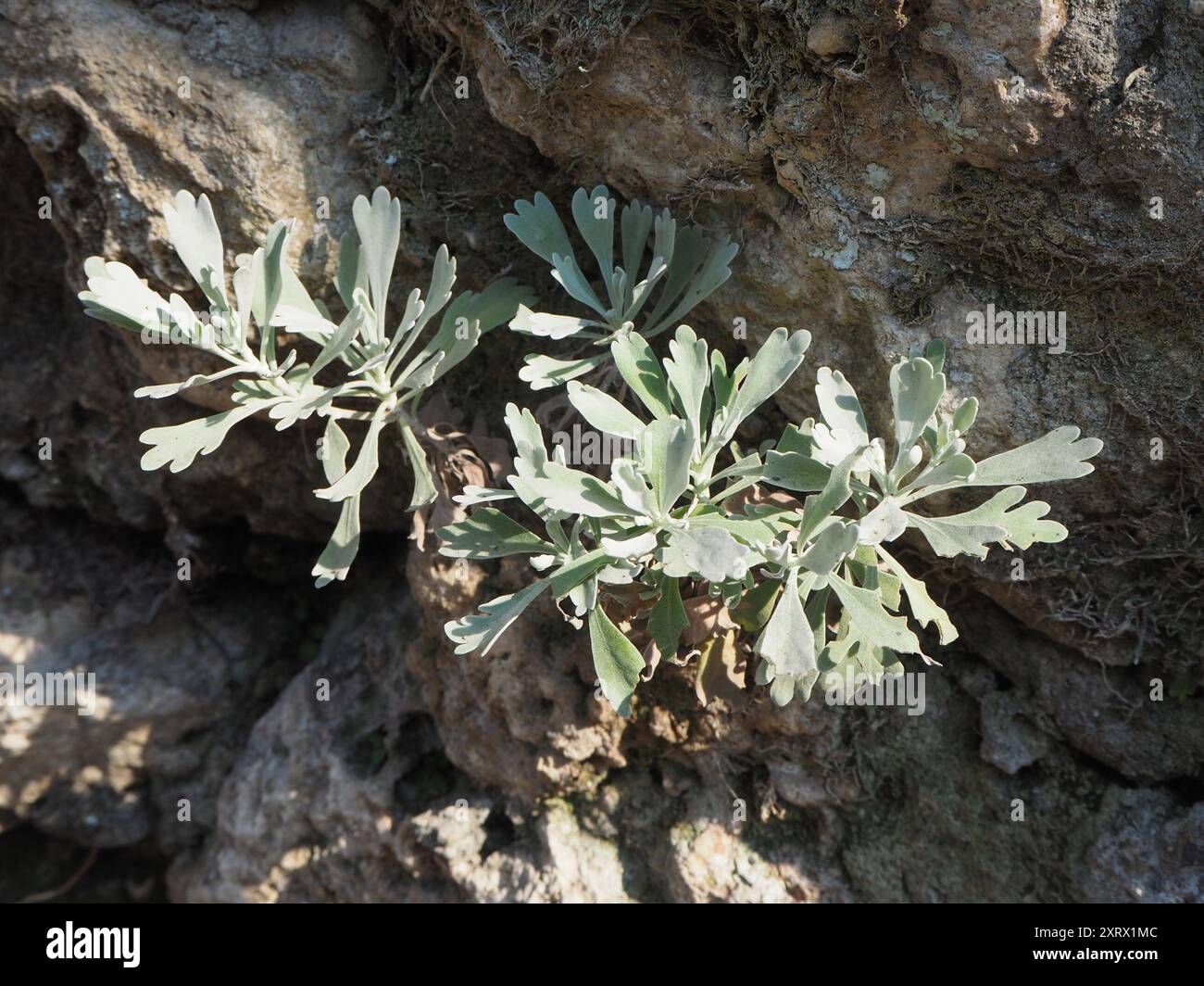 Crossostephium hi-res stock photography and images - Alamy