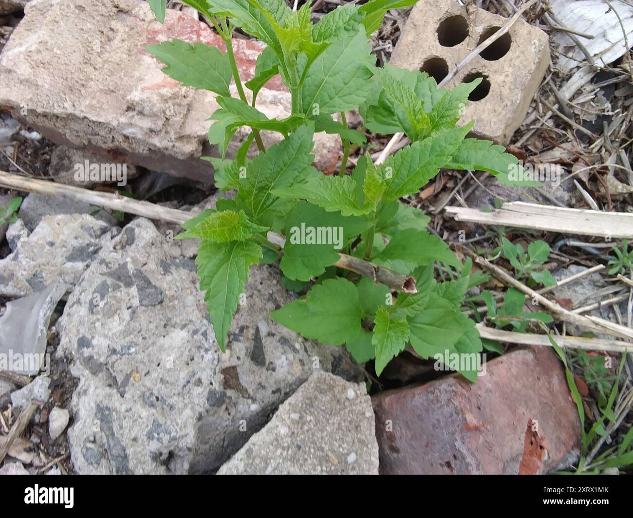 nettle family (Urticaceae) Plantae Stock Photo - Alamy