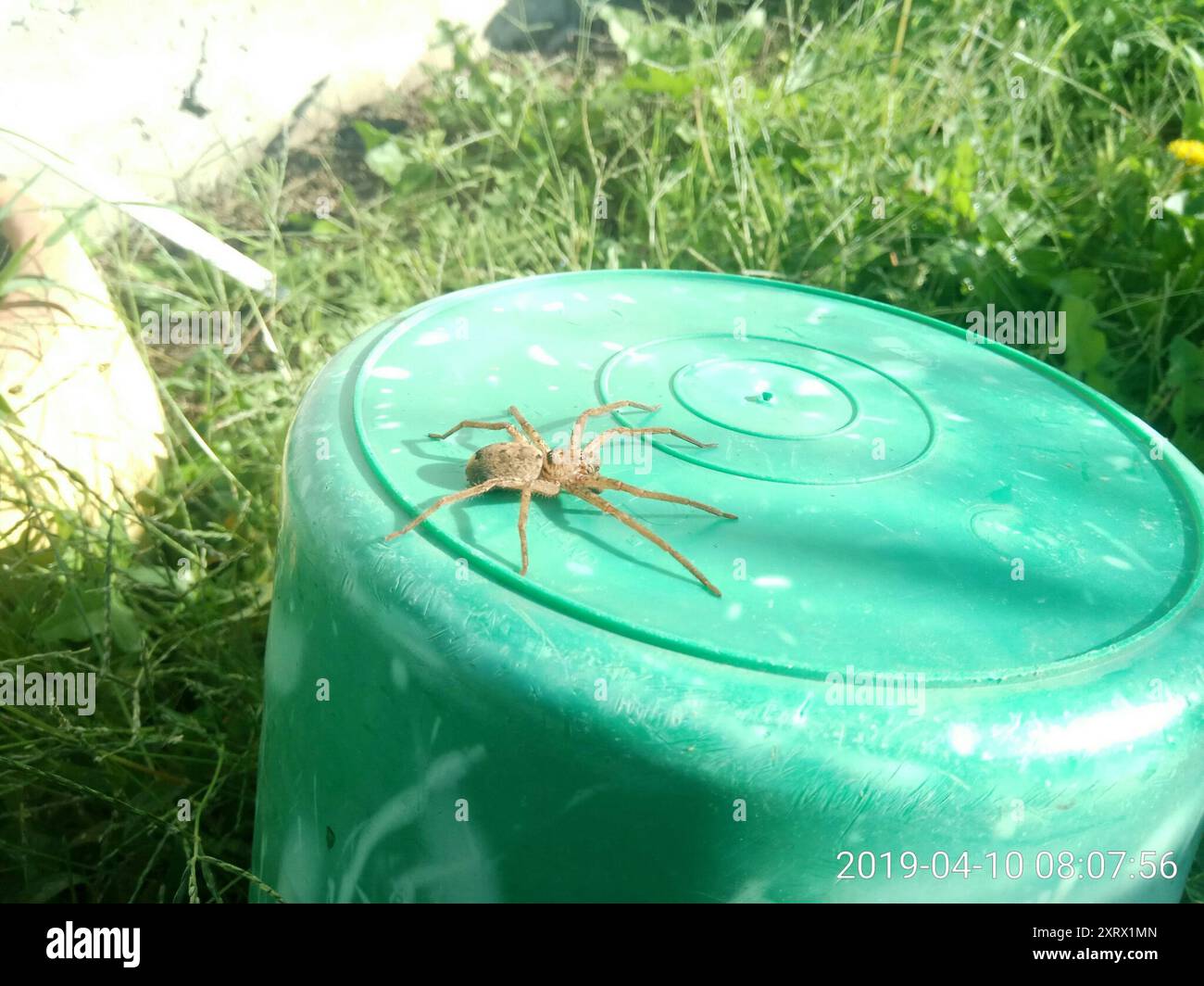 Giant Huntsman Spiders (Heteropoda) Arachnida Stock Photo - Alamy