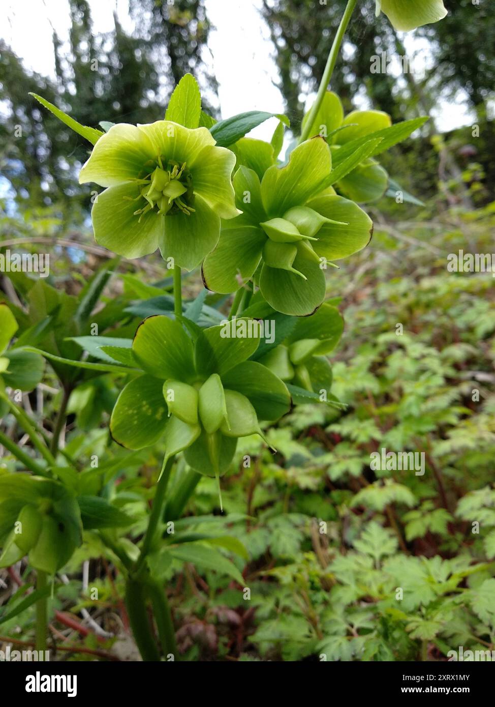 Green Hellebore (Helleborus viridis) Plantae Stock Photo - Alamy
