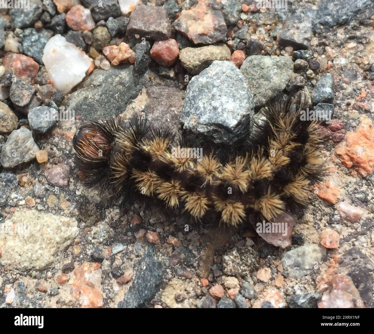 Virginia Ctenucha Moth (Ctenucha virginica) Insecta Stock Photo - Alamy