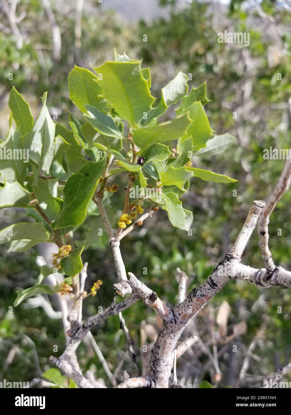 Muller's oak (Quercus cornelius-mulleri) Plantae Stock Photo - Alamy
