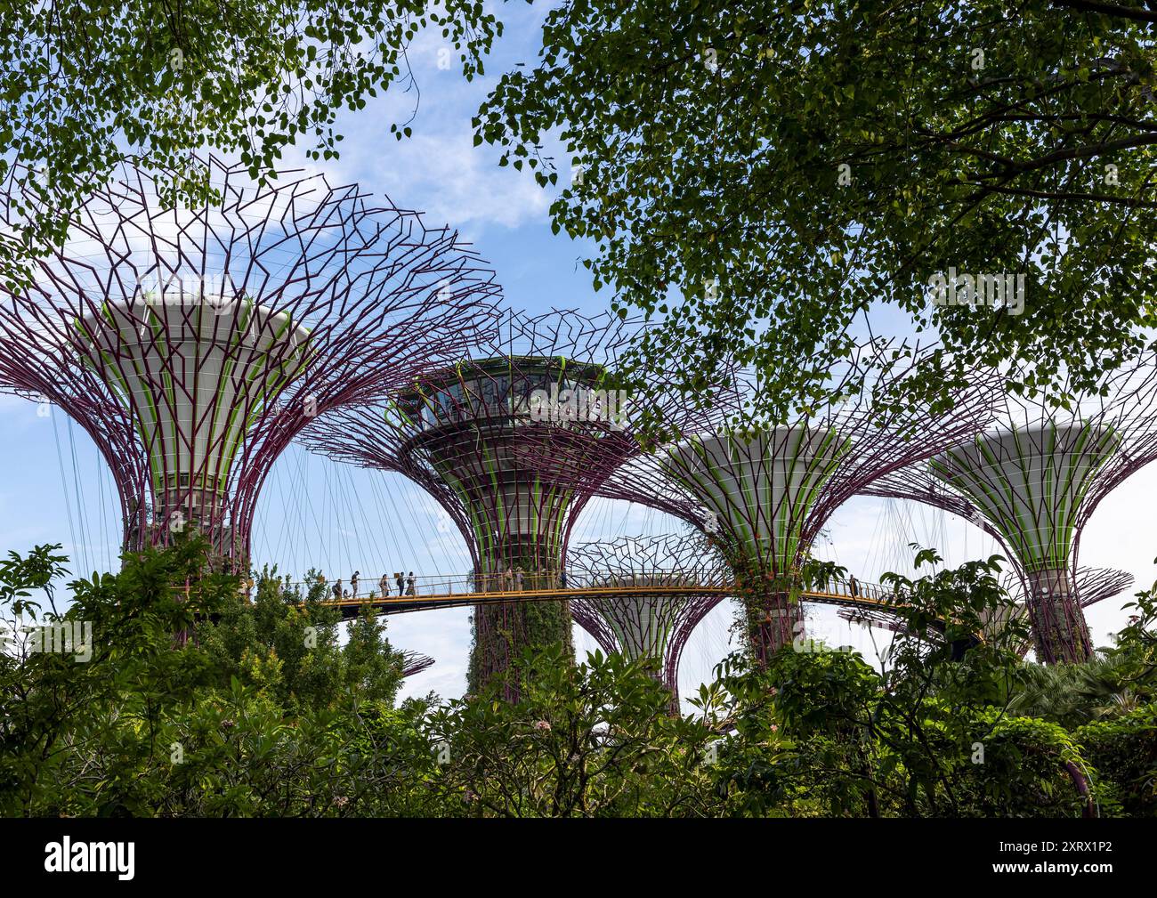 Supertrees at Gardens by the Bay, Central Region, Singapore, Singapore ...