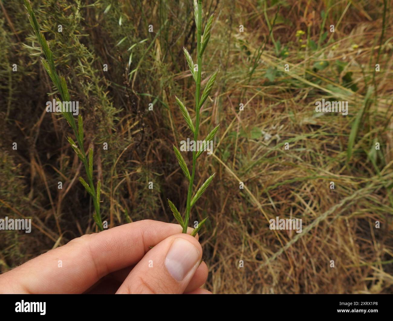 Ryegrasses (Lolium) Plantae Stock Photo - Alamy