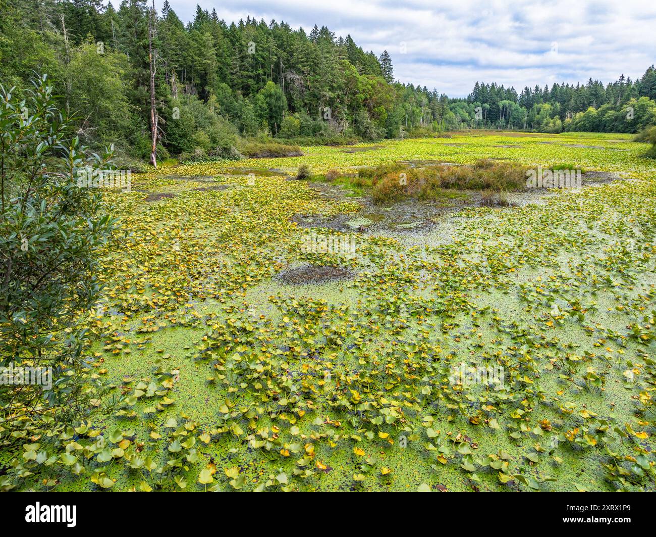 A drone landscape image of Fisher Pond on Vashon Island in Washington ...