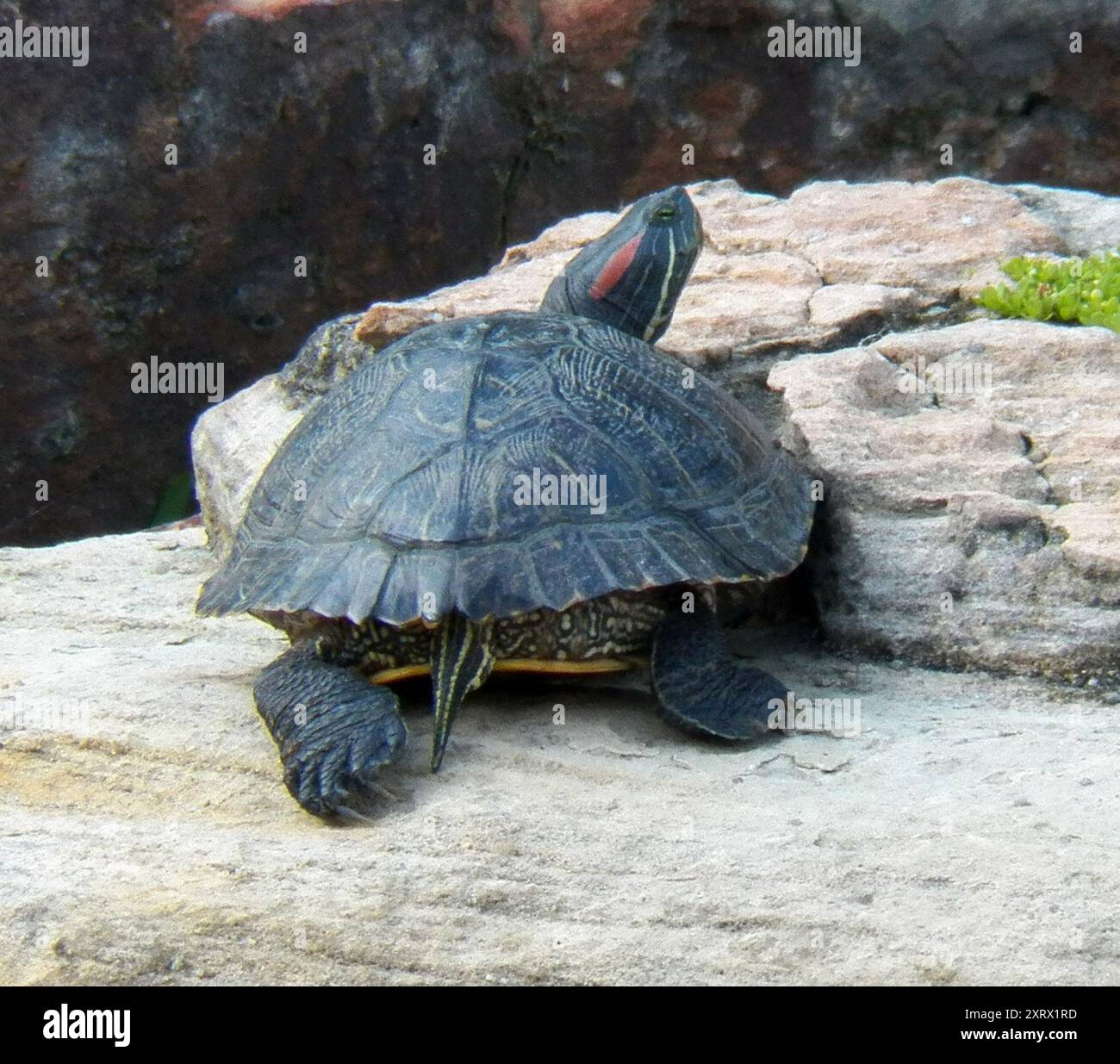Pond Slider (Trachemys scripta) Reptilia Stock Photo - Alamy