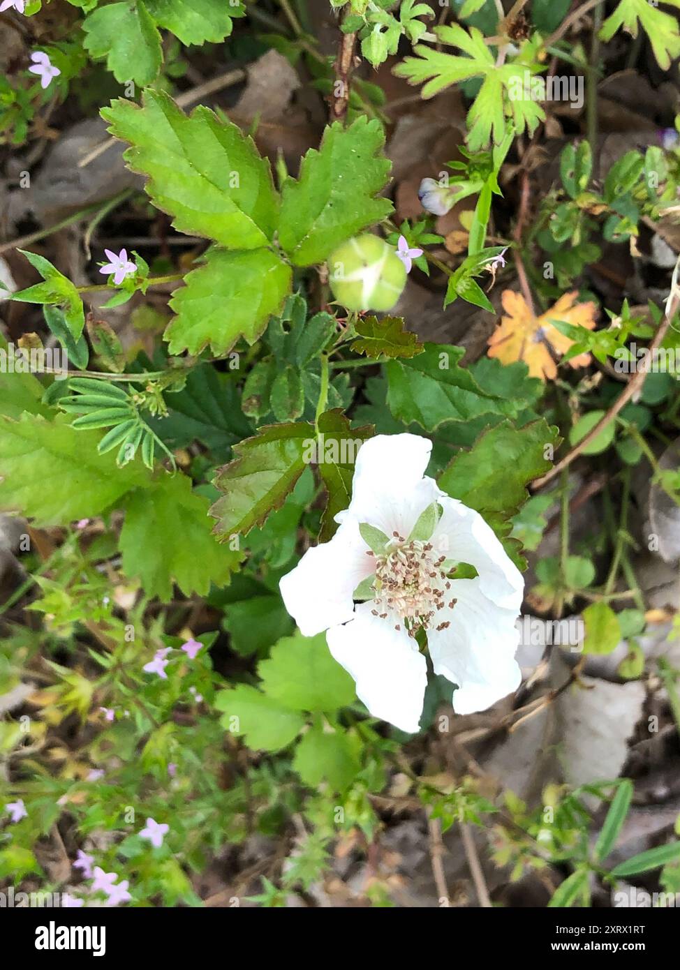 southern dewberry (Rubus trivialis) Plantae Stock Photo - Alamy