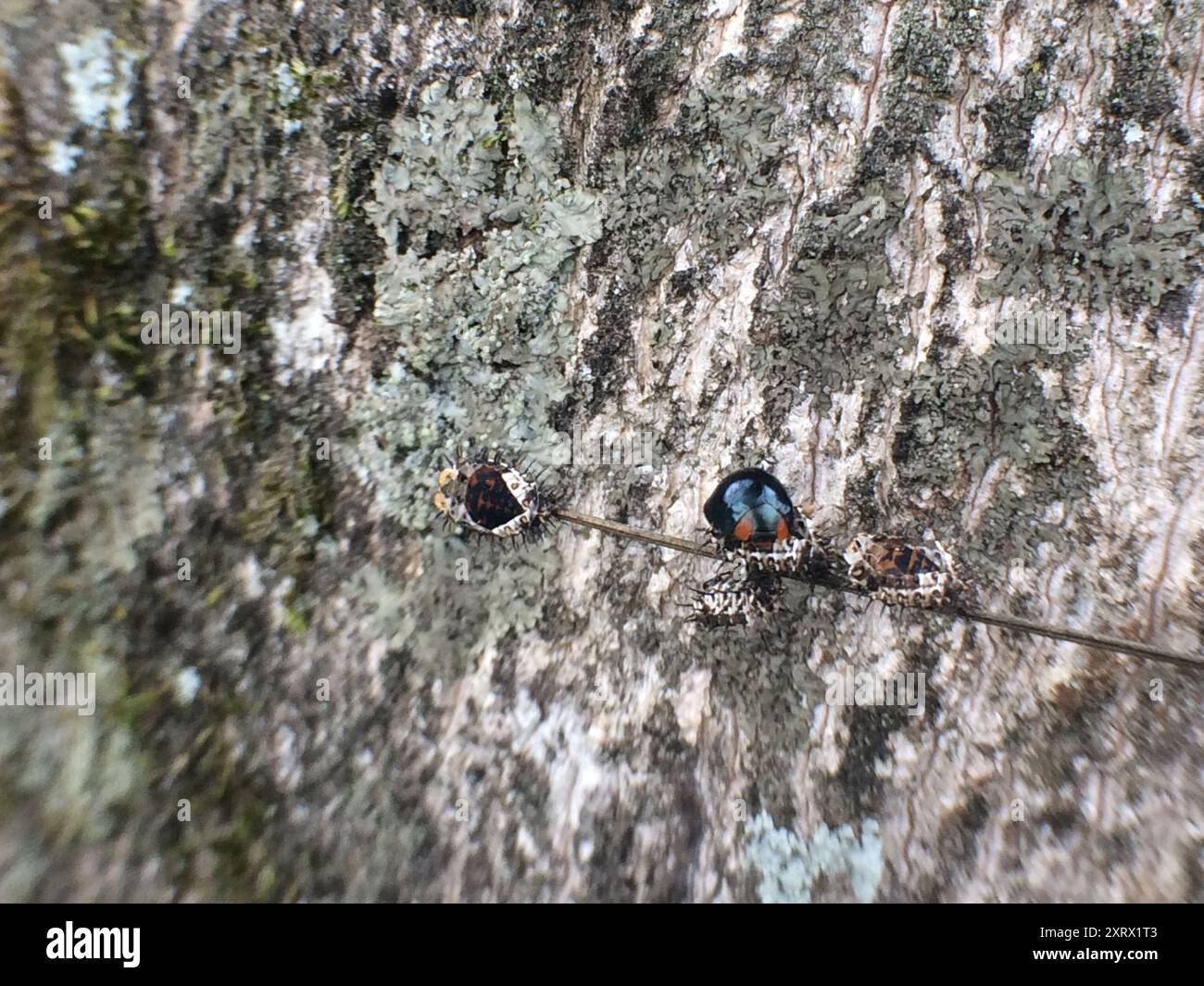 Metallic Blue Lady Beetle (Curinus coeruleus) Insecta Stock Photo - Alamy