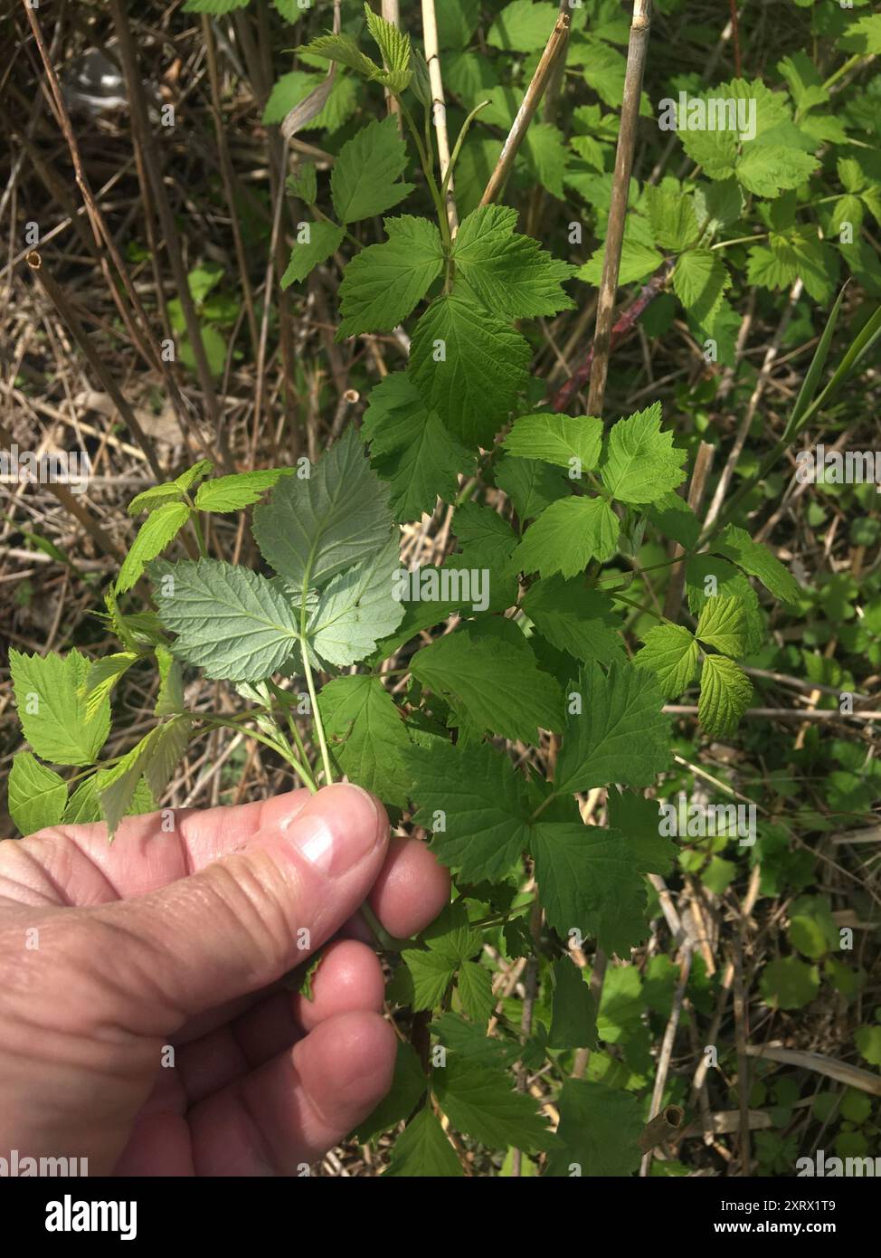 black raspberry (Rubus occidentalis) Plantae Stock Photo - Alamy