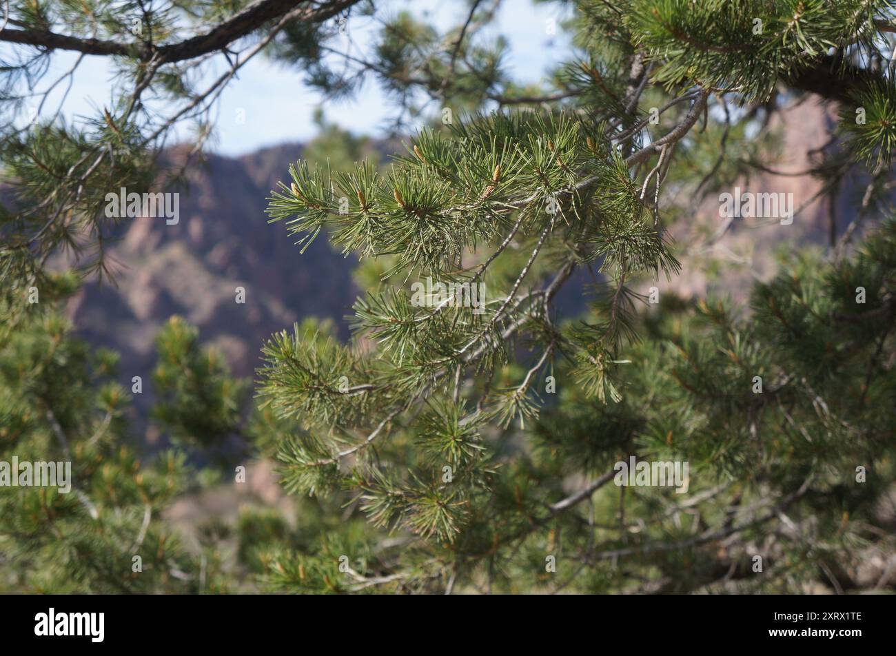 Mexican pinyon (Pinus cembroides) Plantae Stock Photo - Alamy