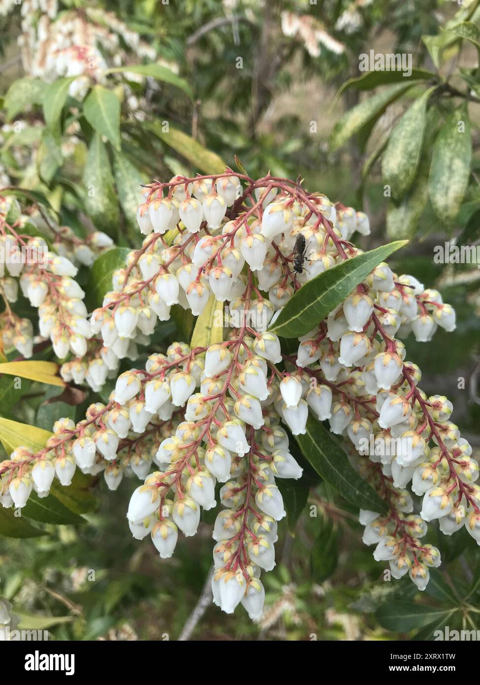 Japanese andromeda (Pieris japonica) Plantae Stock Photo - Alamy