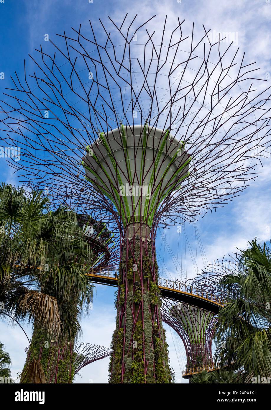 Supertrees at Gardens by the Bay, Central Region, Singapore, Singapore ...