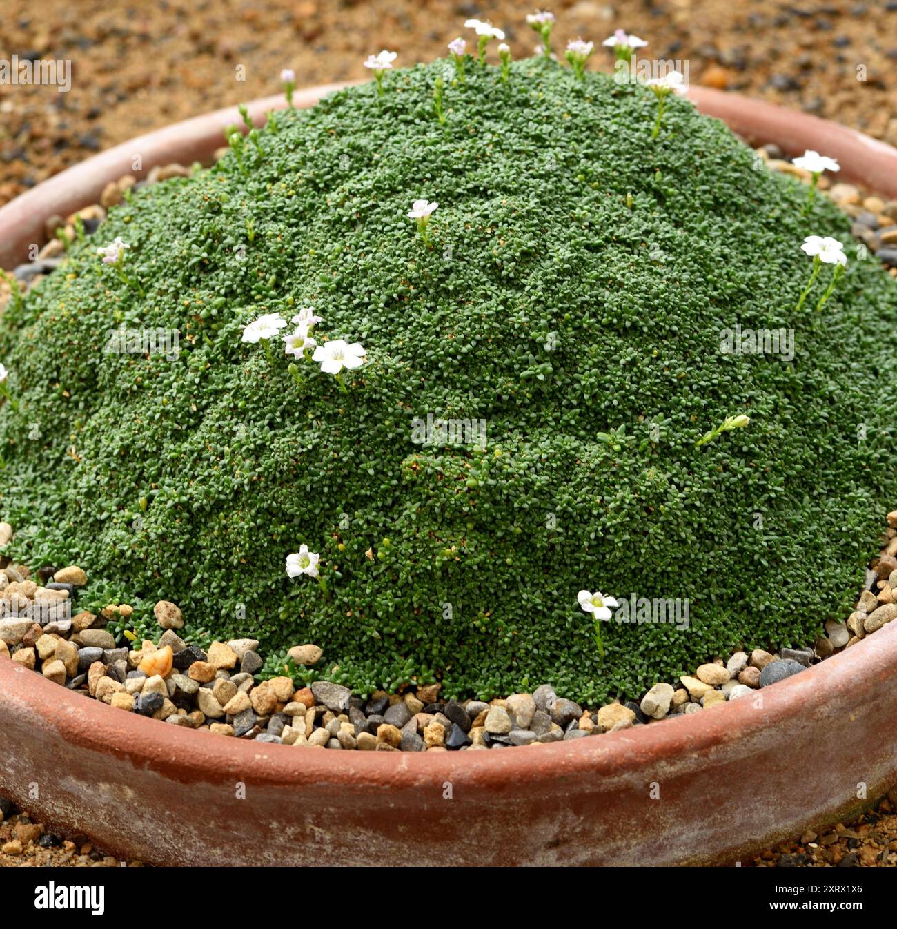 A mound of Gypsophilia aretioides in closeup Stock Photo - Alamy