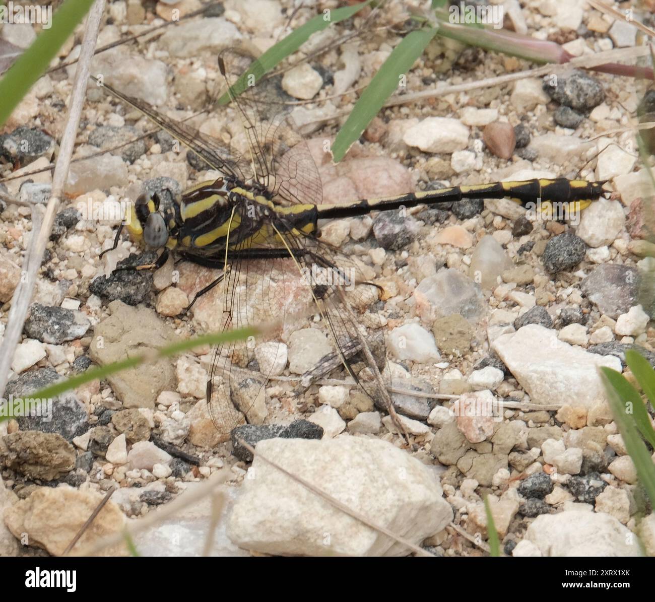 Externus hi-res stock photography and images - Alamy