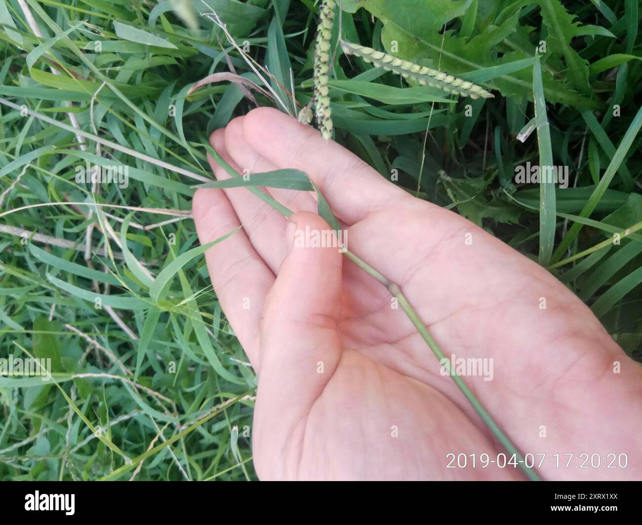 Dallis grass (Paspalum dilatatum) Plantae Stock Photo - Alamy