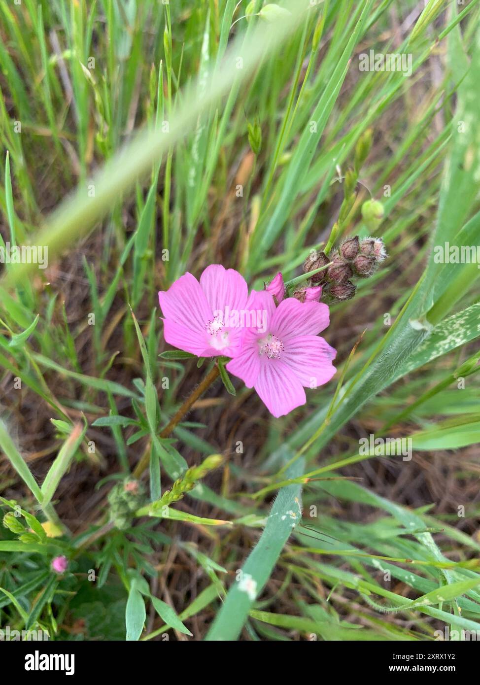 checkerbloom (Sidalcea malviflora) Plantae Stock Photo - Alamy