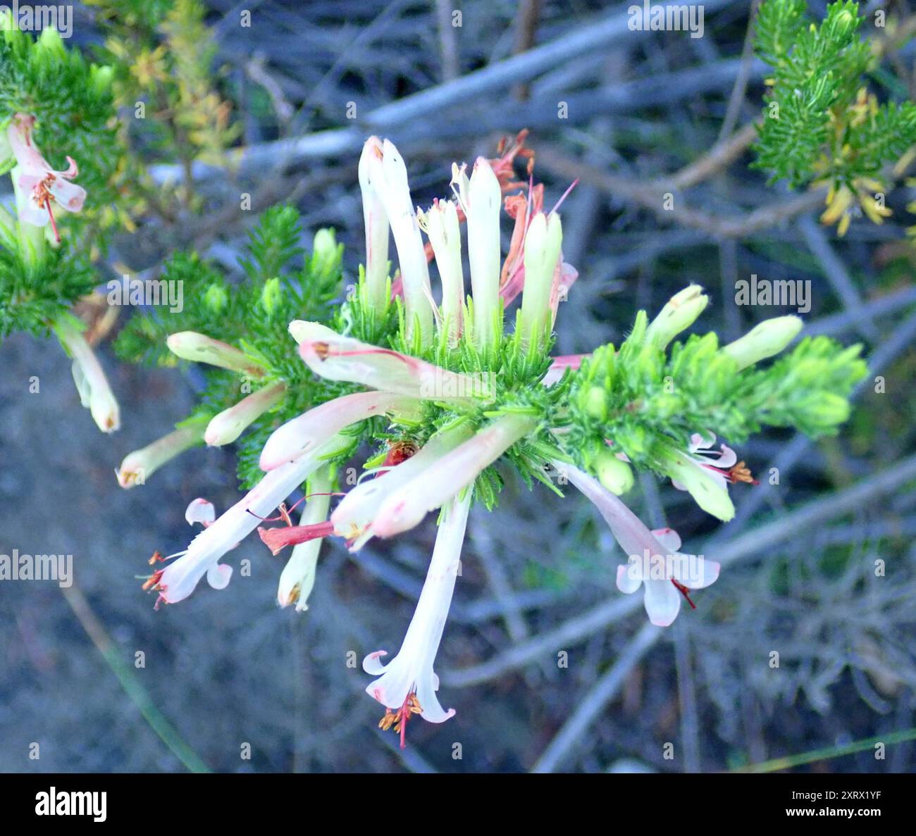 Common Water Heath (Erica curviflora curviflora) Plantae Stock Photo ...