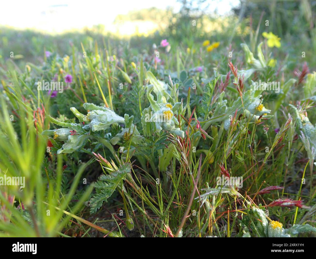 San Joaquin Woollythreads (Monolopia congdonii) Plantae Stock Photo - Alamy