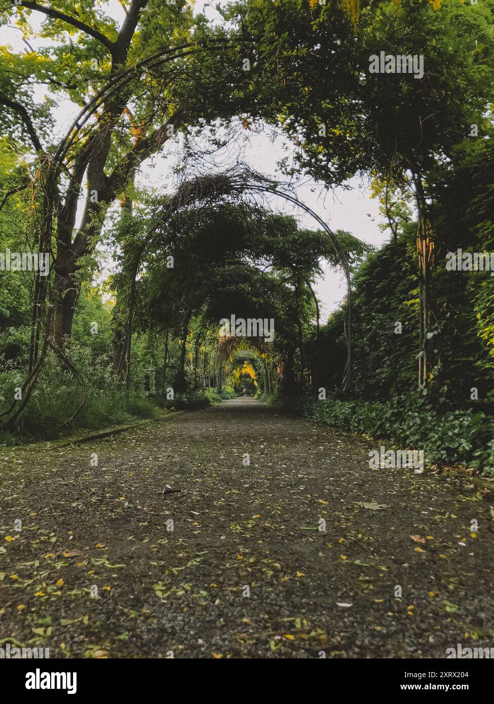 A path through a forest with a large archway. The archway is covered in ...