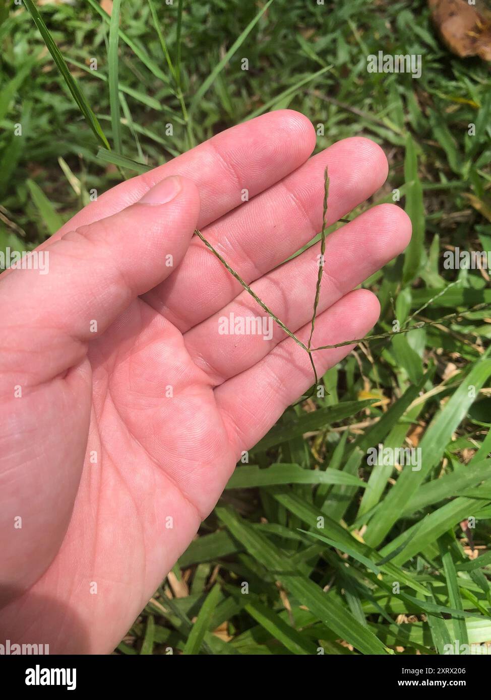 Bermuda grass (Cynodon dactylon) Plantae Stock Photo - Alamy