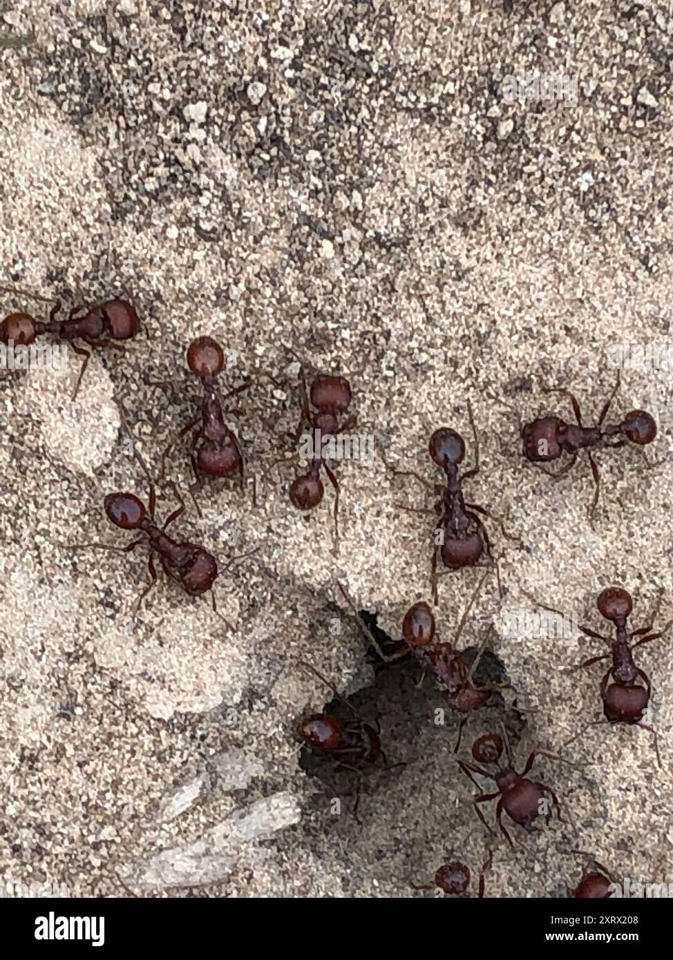 Typical American Harvester Ants (Pogonomyrmex) Insecta Stock Photo - Alamy