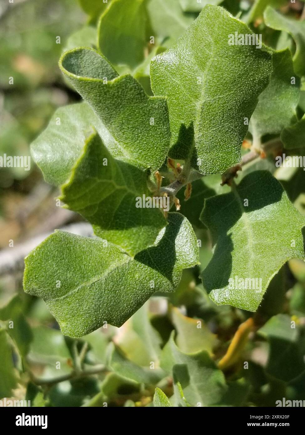 Muller's oak (Quercus cornelius-mulleri) Plantae Stock Photo - Alamy