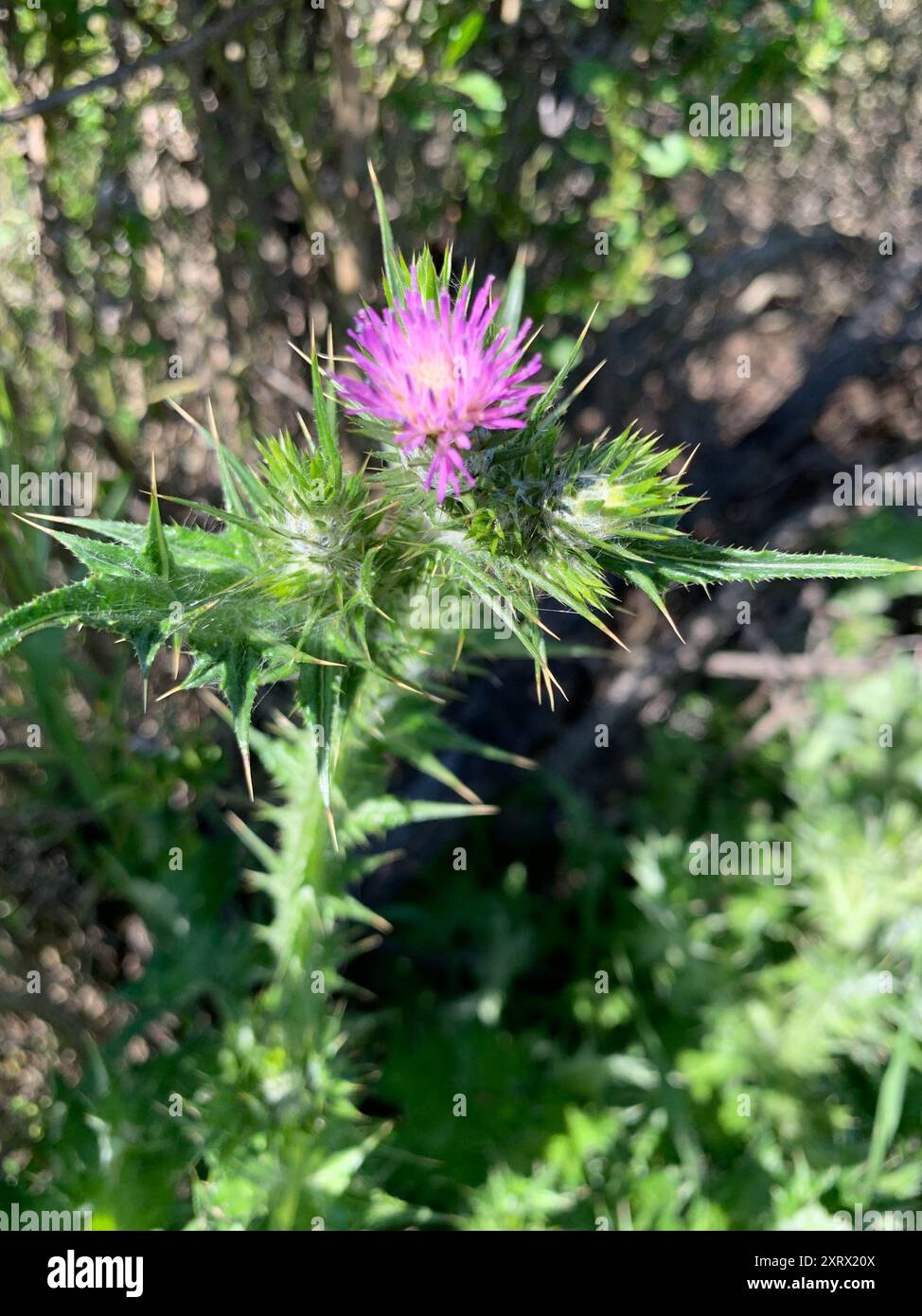 Italian thistle (Carduus pycnocephalus) Plantae Stock Photo - Alamy