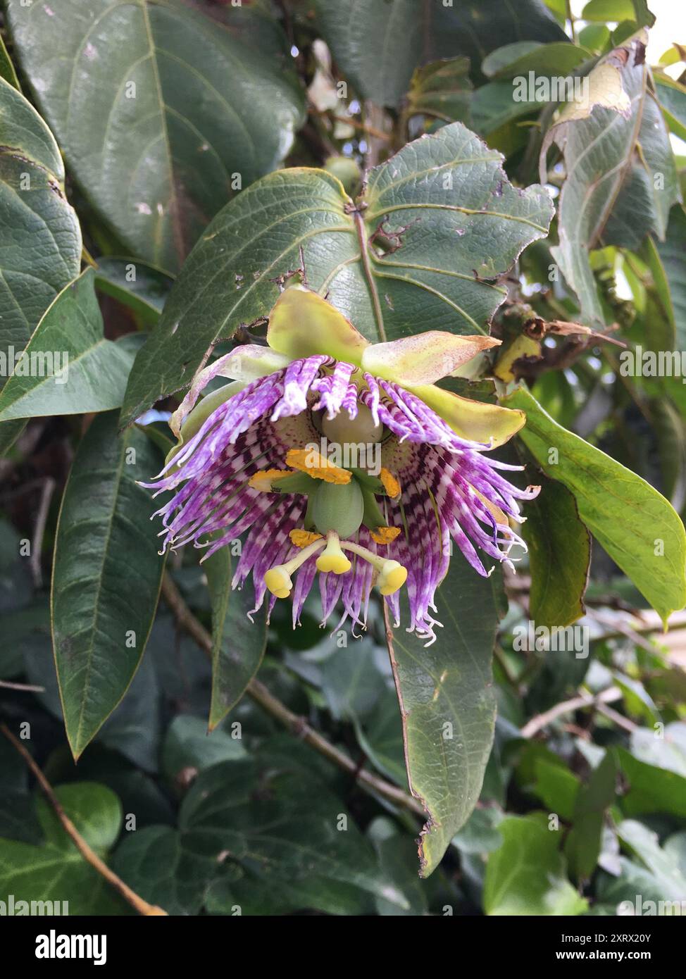 Granadilla (Passiflora ligularis) Plantae Stock Photo - Alamy