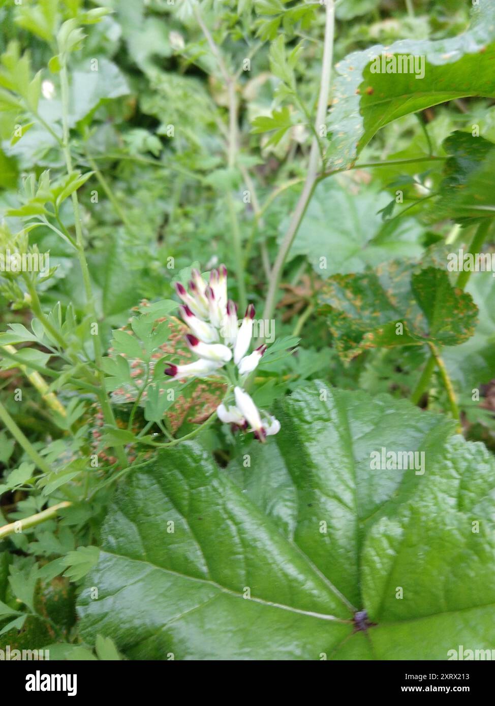 white ramping-fumitory (Fumaria capreolata) Plantae Stock Photo - Alamy