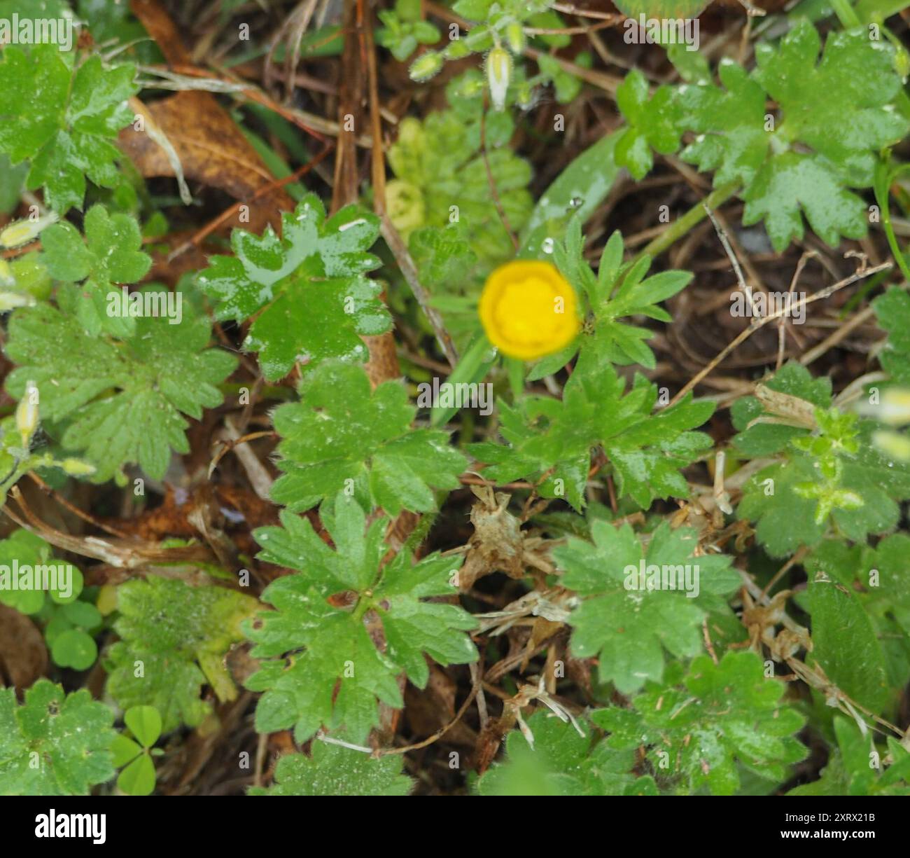 bulbous buttercup (Ranunculus bulbosus) Plantae Stock Photo - Alamy