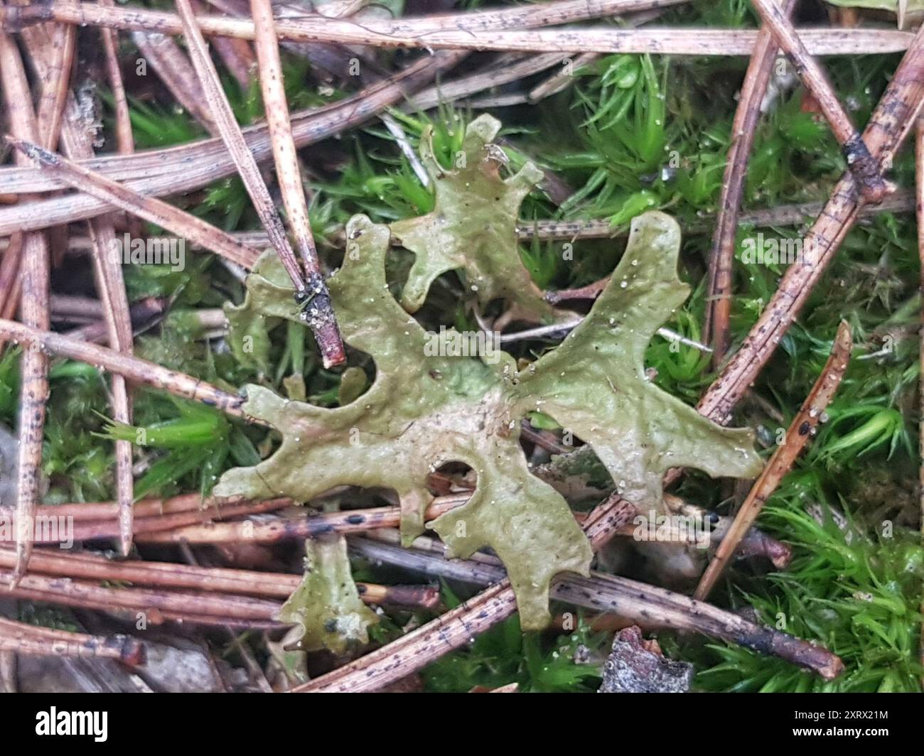 Iceland Lichen (Cetraria islandica) Fungi Stock Photo - Alamy