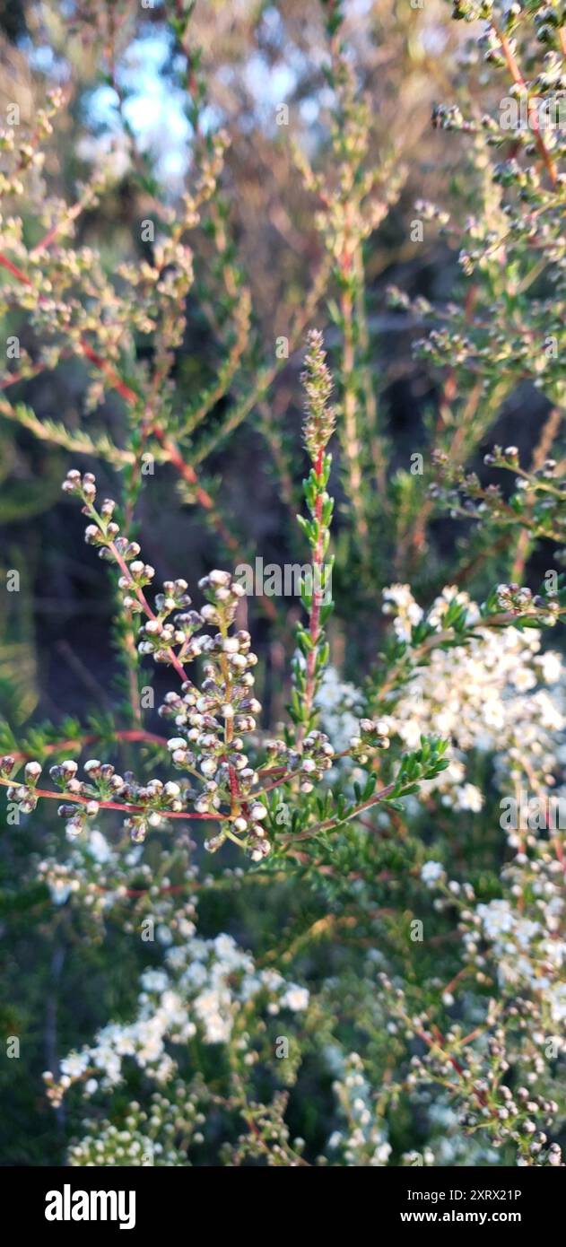 chamise (Adenostoma fasciculatum) Plantae Stock Photo - Alamy