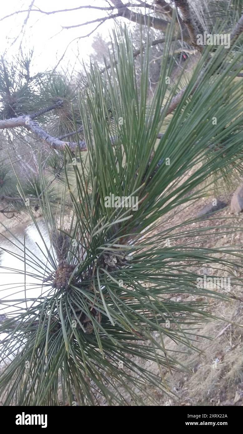 red pine (Pinus resinosa) Plantae Stock Photo - Alamy