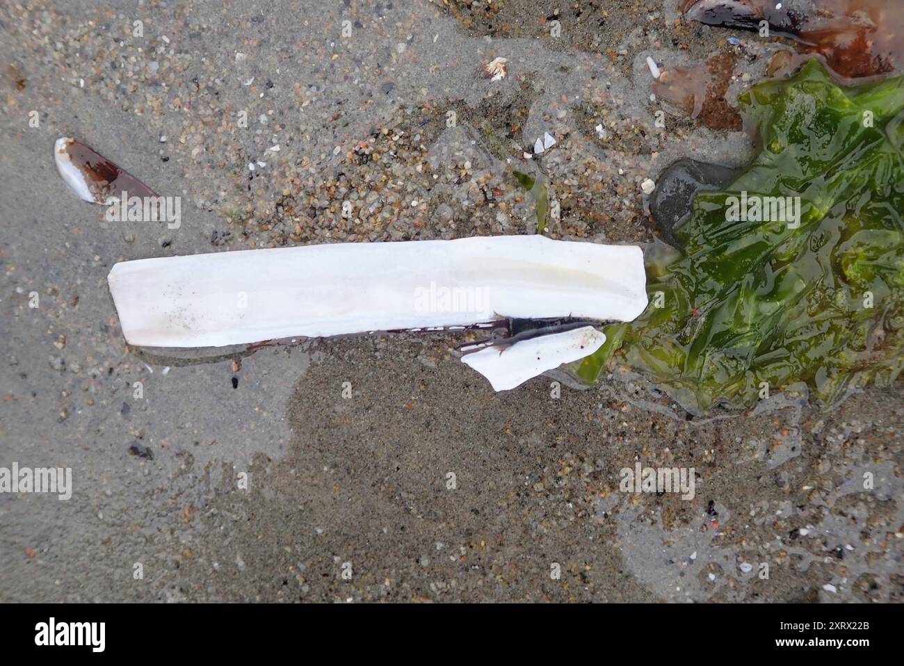 Atlantic Jackknife (Ensis leei) Mollusca Stock Photo - Alamy
