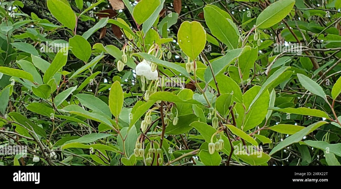 sparkleberry (Vaccinium arboreum) Plantae Stock Photo - Alamy
