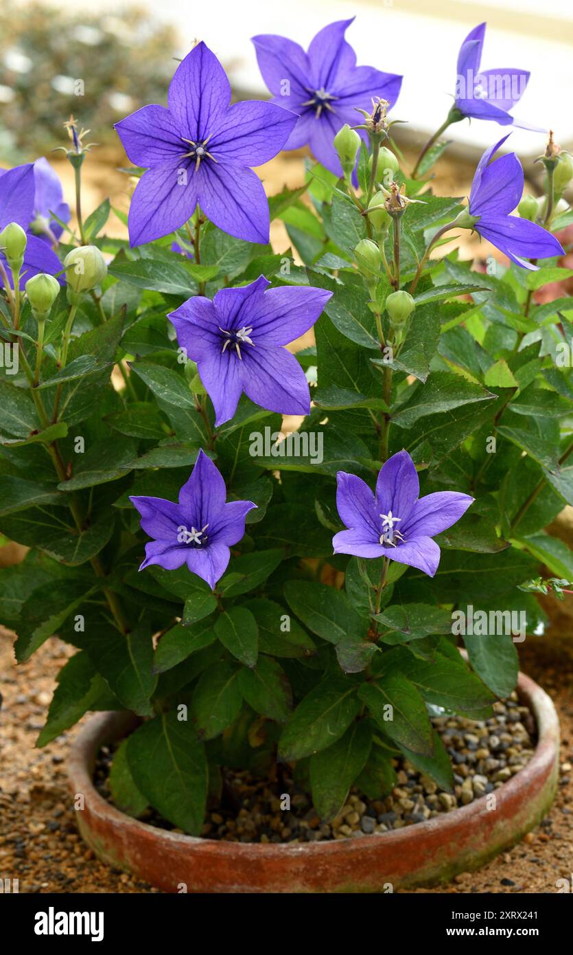 The delicate flowers of Platycodon grandiflorus Astra Blue Stock Photo ...