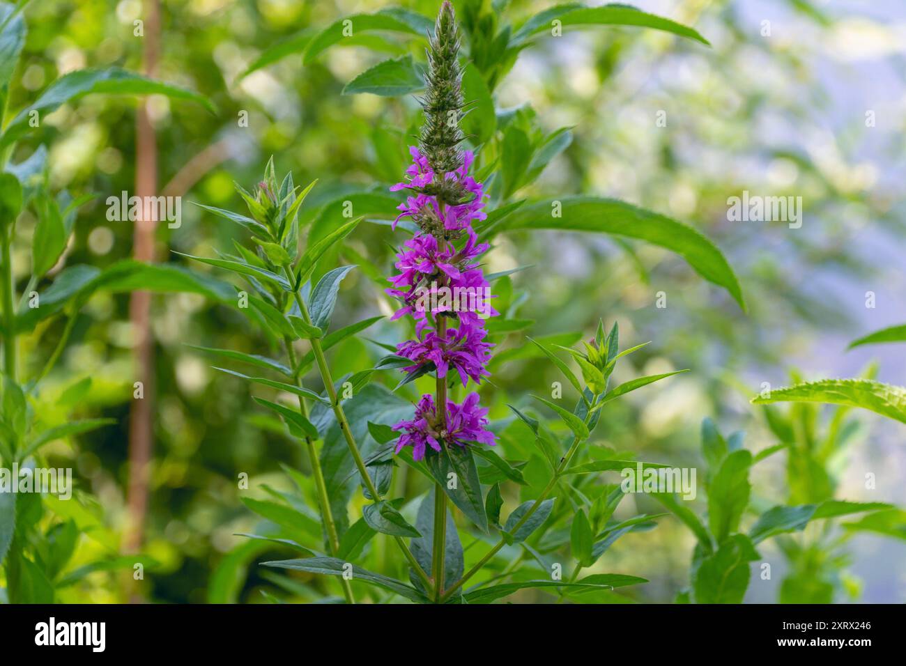 Pink flowers in the meadow. Lythrum salicaria, purple loosestrife ...