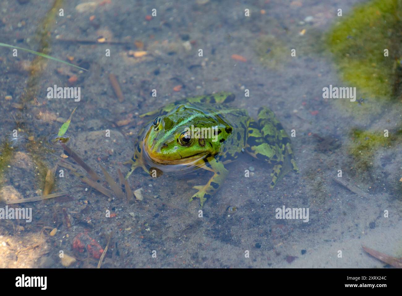 A green toad sits in a pond. Animals in the wild. Amphibians Stock ...