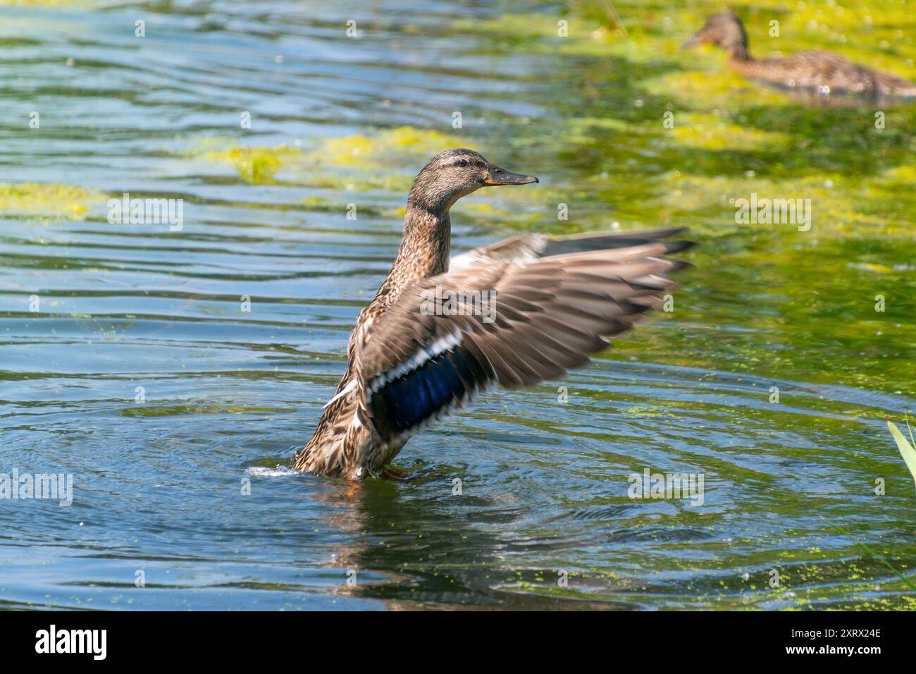Duck flaps his wings in the pond. Animals in the wild Stock Photo - Alamy