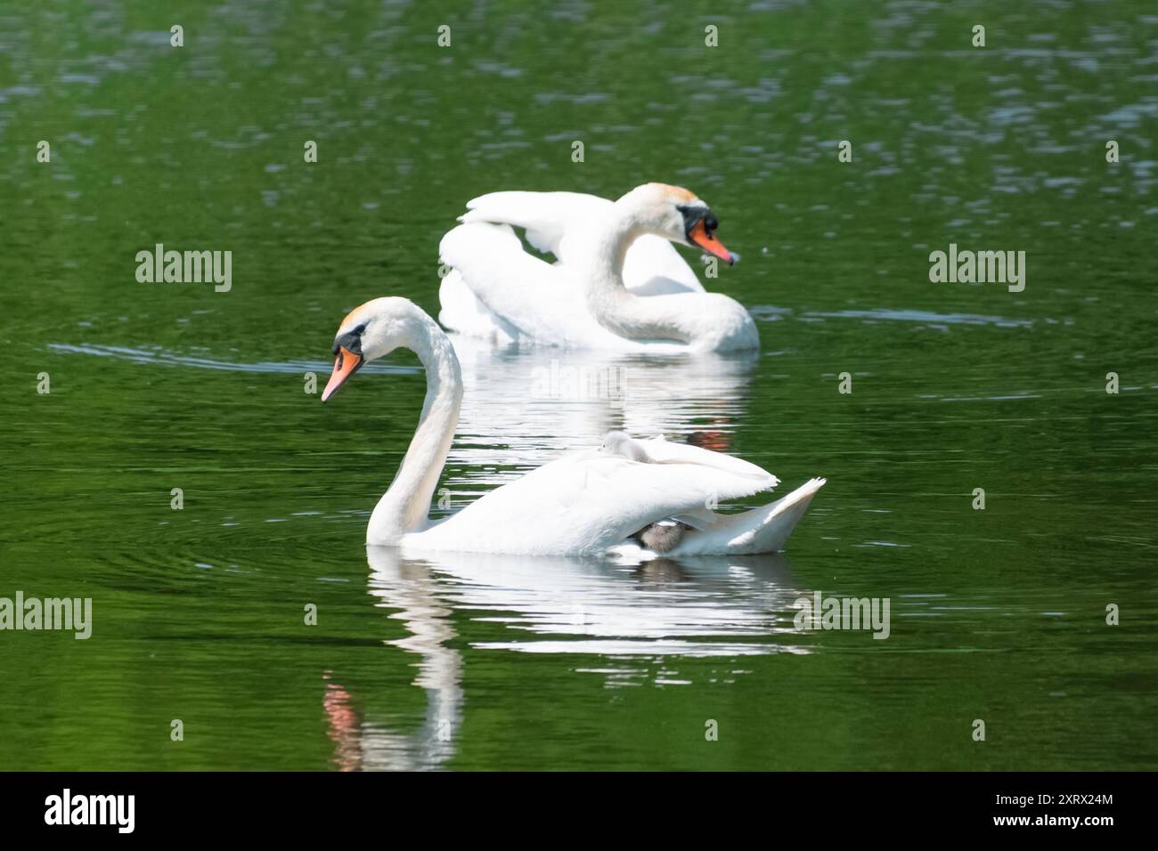 Cute swan swims on water hi-res stock photography and images - Alamy