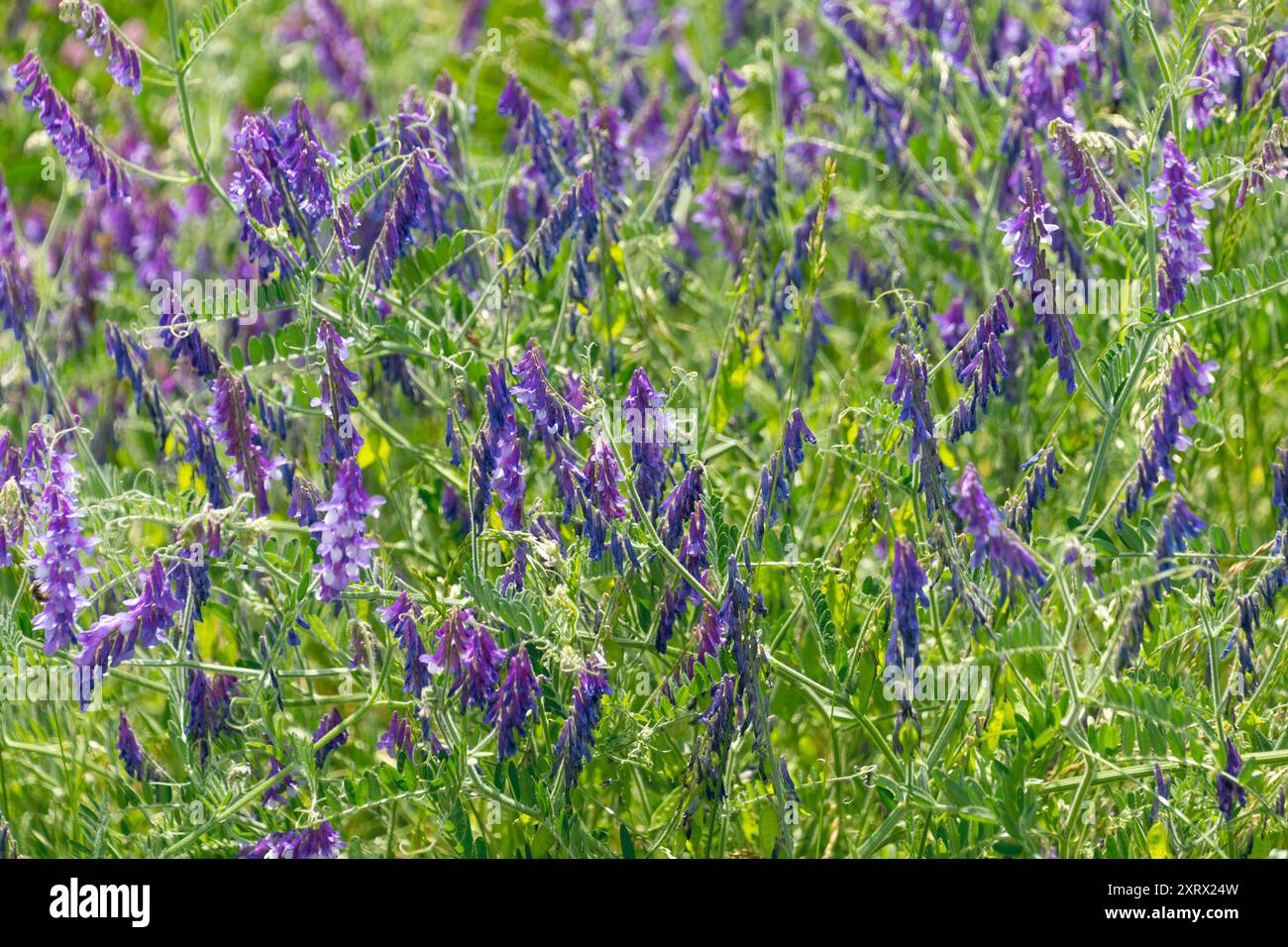 Beautiful purple Vicia villosa flowers in a meadow. the hairy vetch ...
