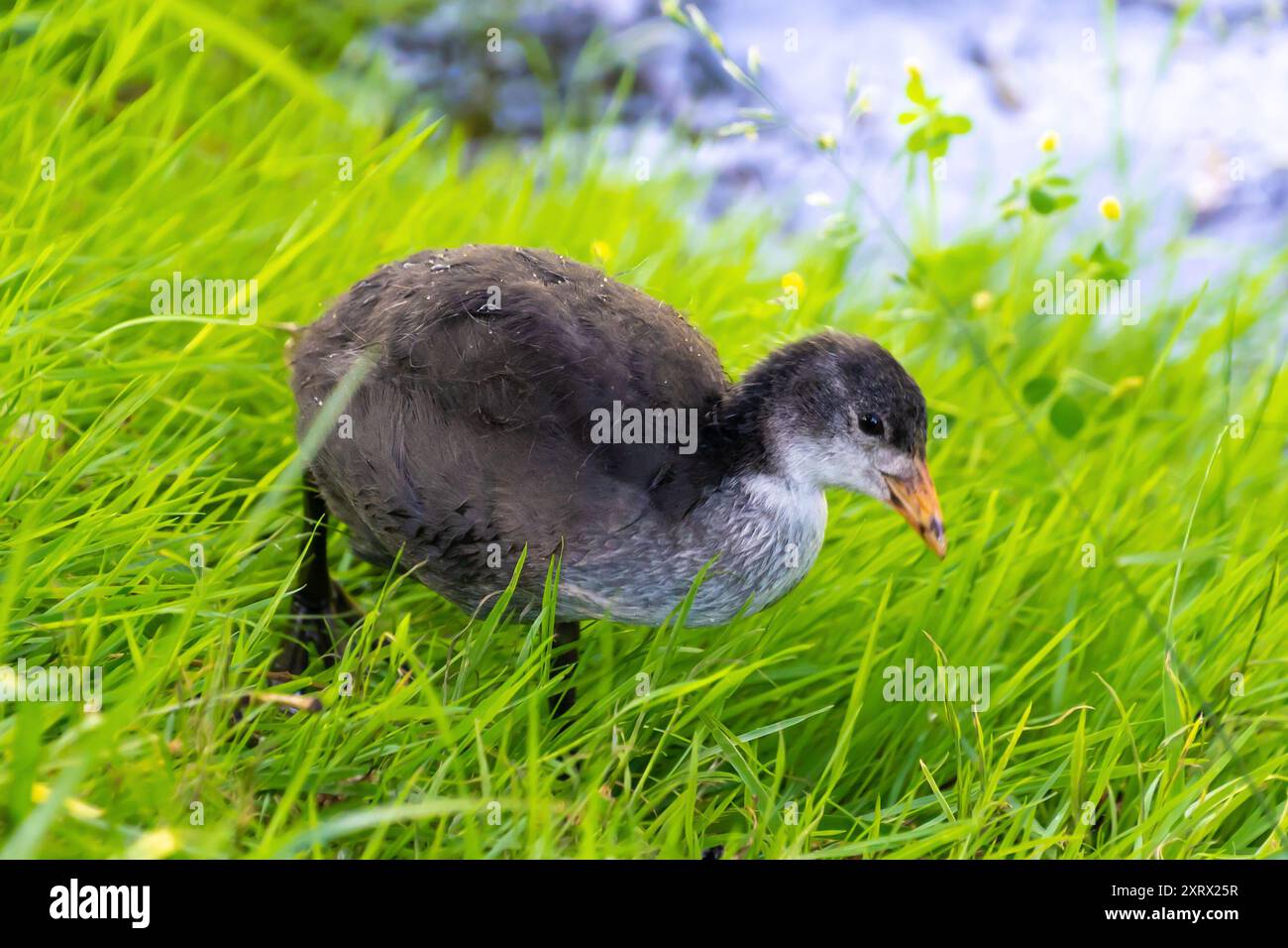 Coot chick near the pond. Birds in the wild. Animals Stock Photo - Alamy