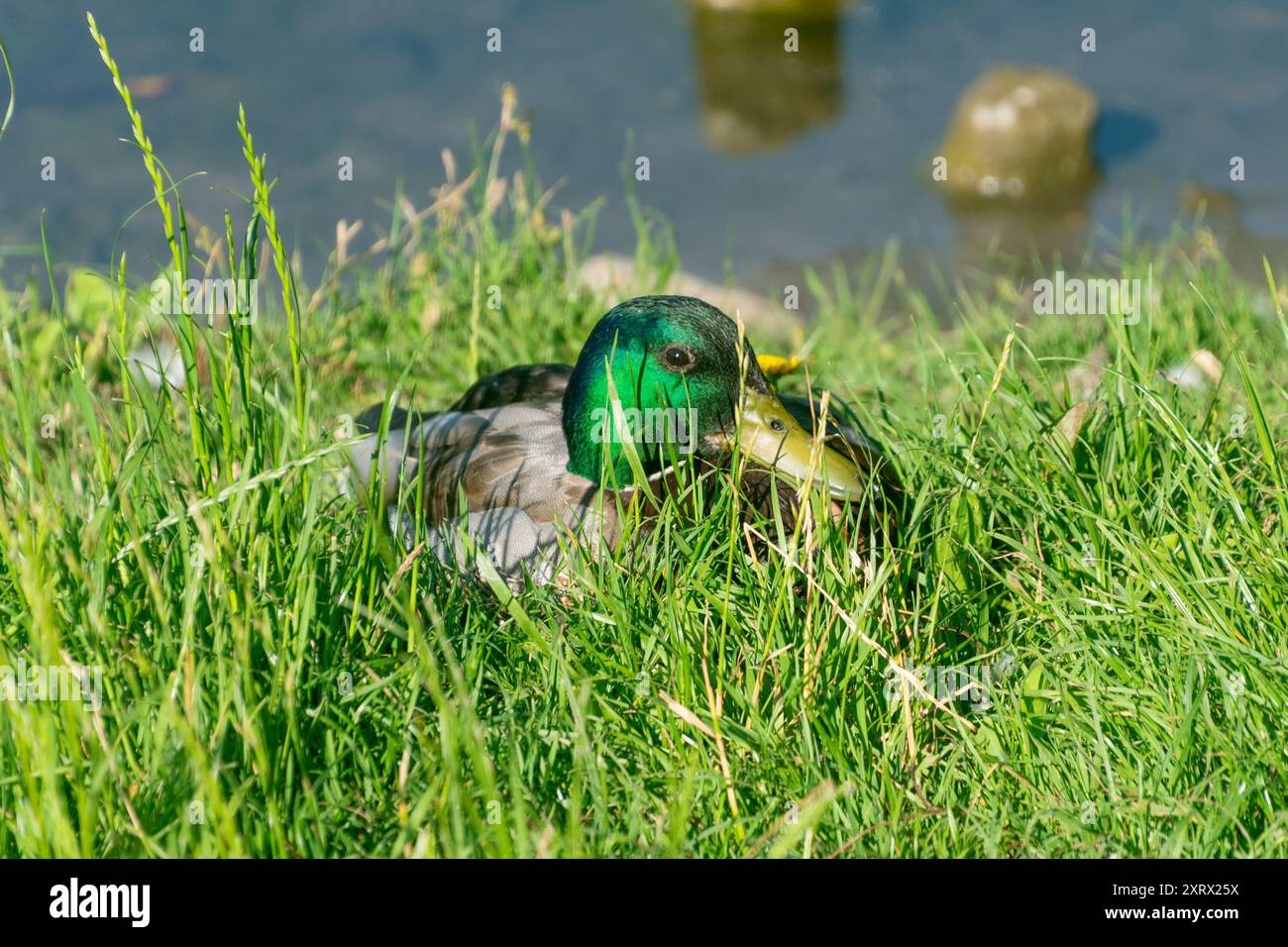 The mallard hides in the green grass. Birds in nature Stock Photo - Alamy