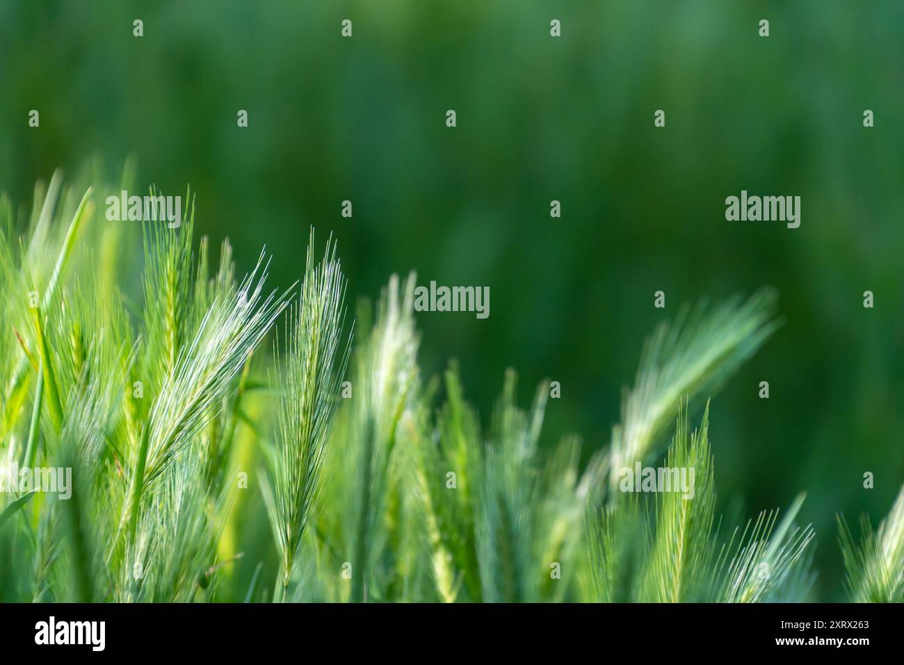 Spikelets of Hordeum murinum, close-up. wall barley or false barley ...