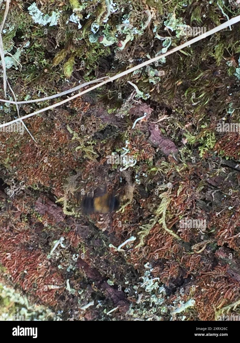 Mining Bees (Andrena) Insecta Stock Photo - Alamy